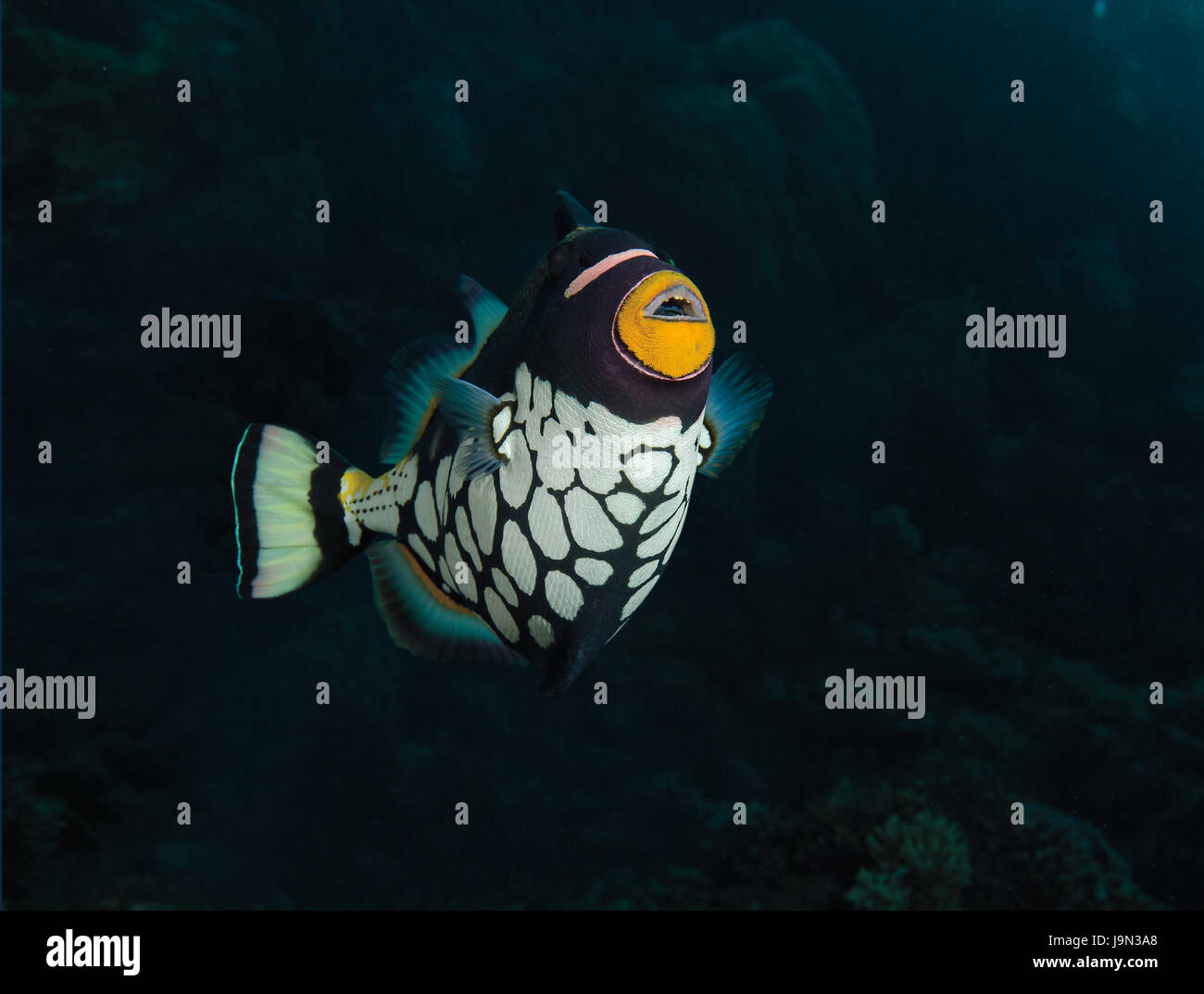 Clown triggerfish, Balistoides conspicillum, Maldives, Indian Ocean ...