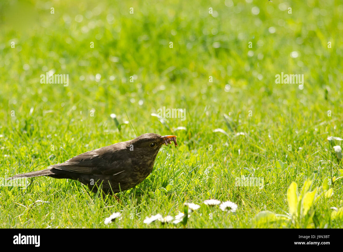 garden, animal, bird, fauna, wild, animals, birds, spring, beak ...