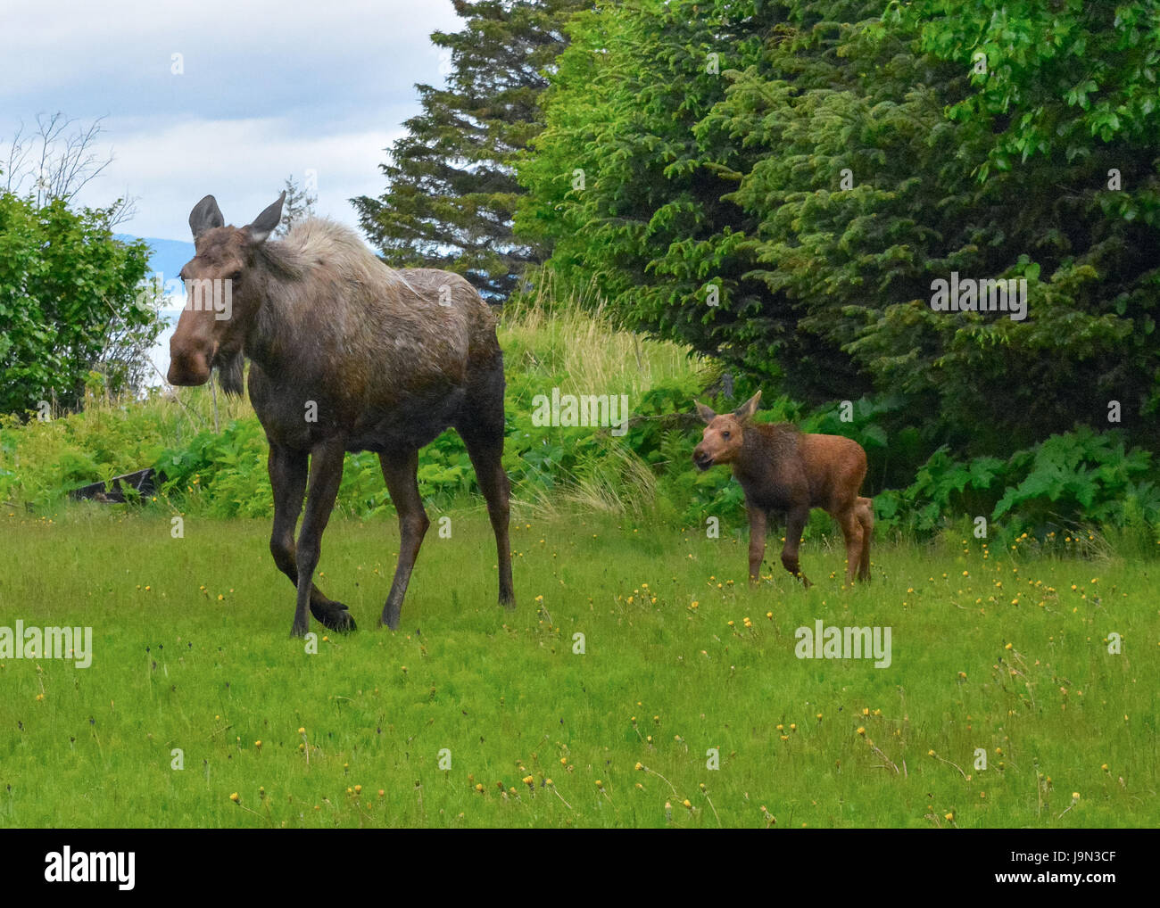 Moose cow and calf emerge from trees Stock Photo - Alamy