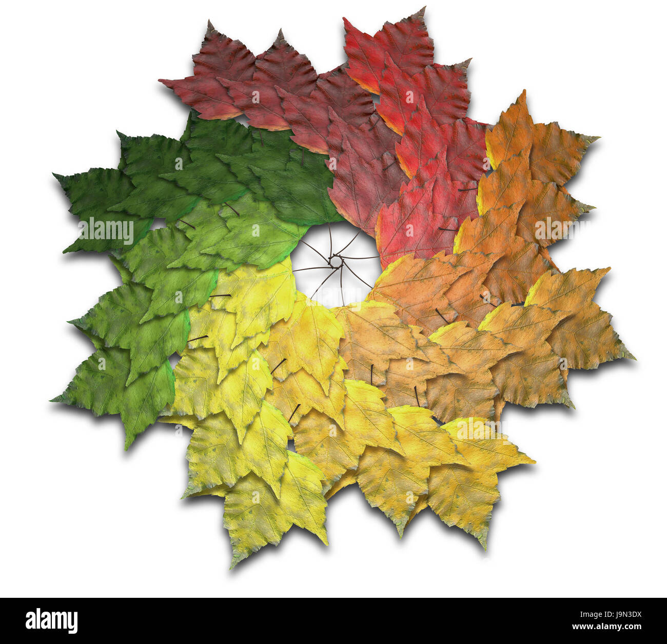 arrangement, leaf, leaves, pattern, stages, season, trend, spectrum ...