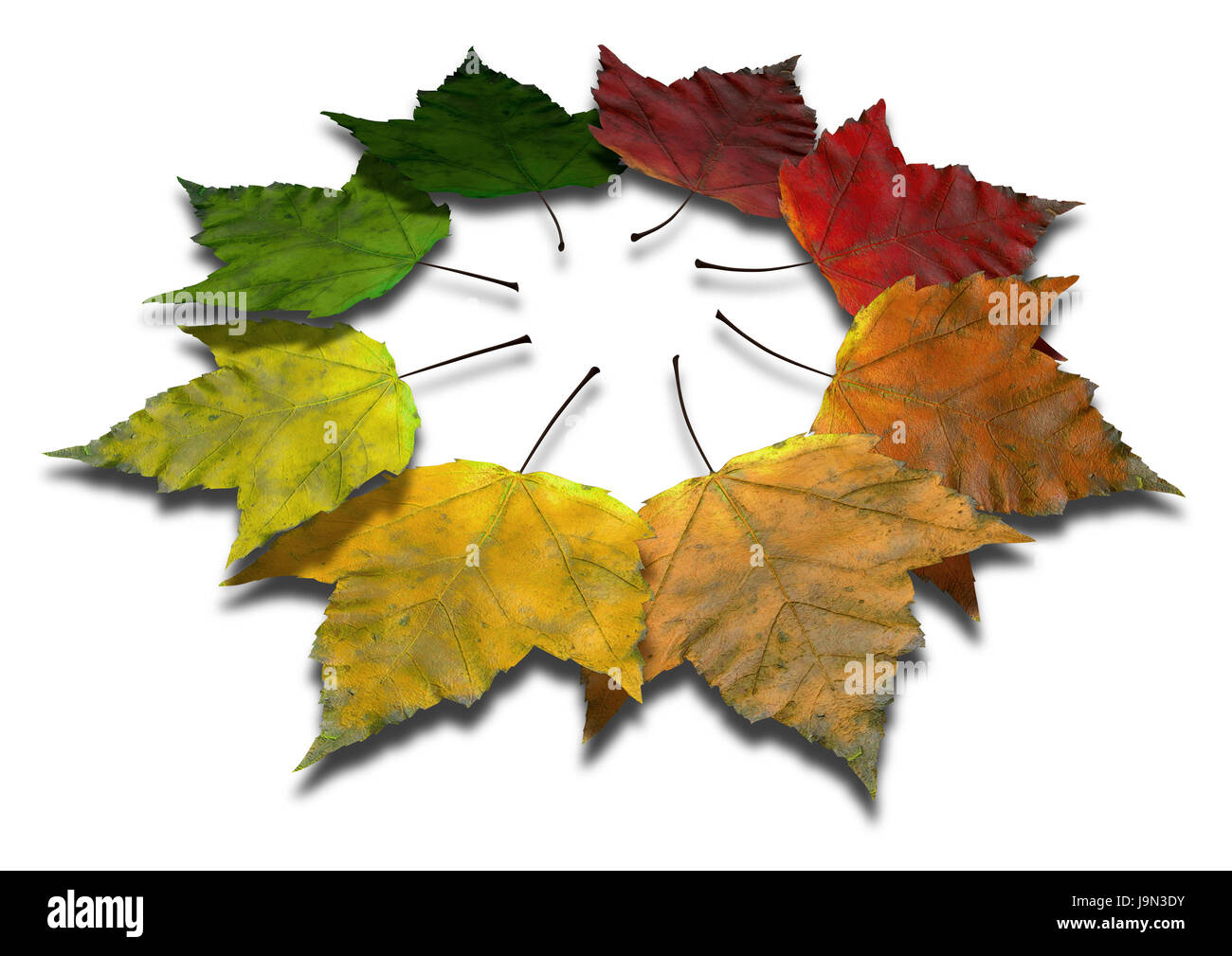 arrangement, leaf, leaves, pattern, stages, season, trend, spectrum ...