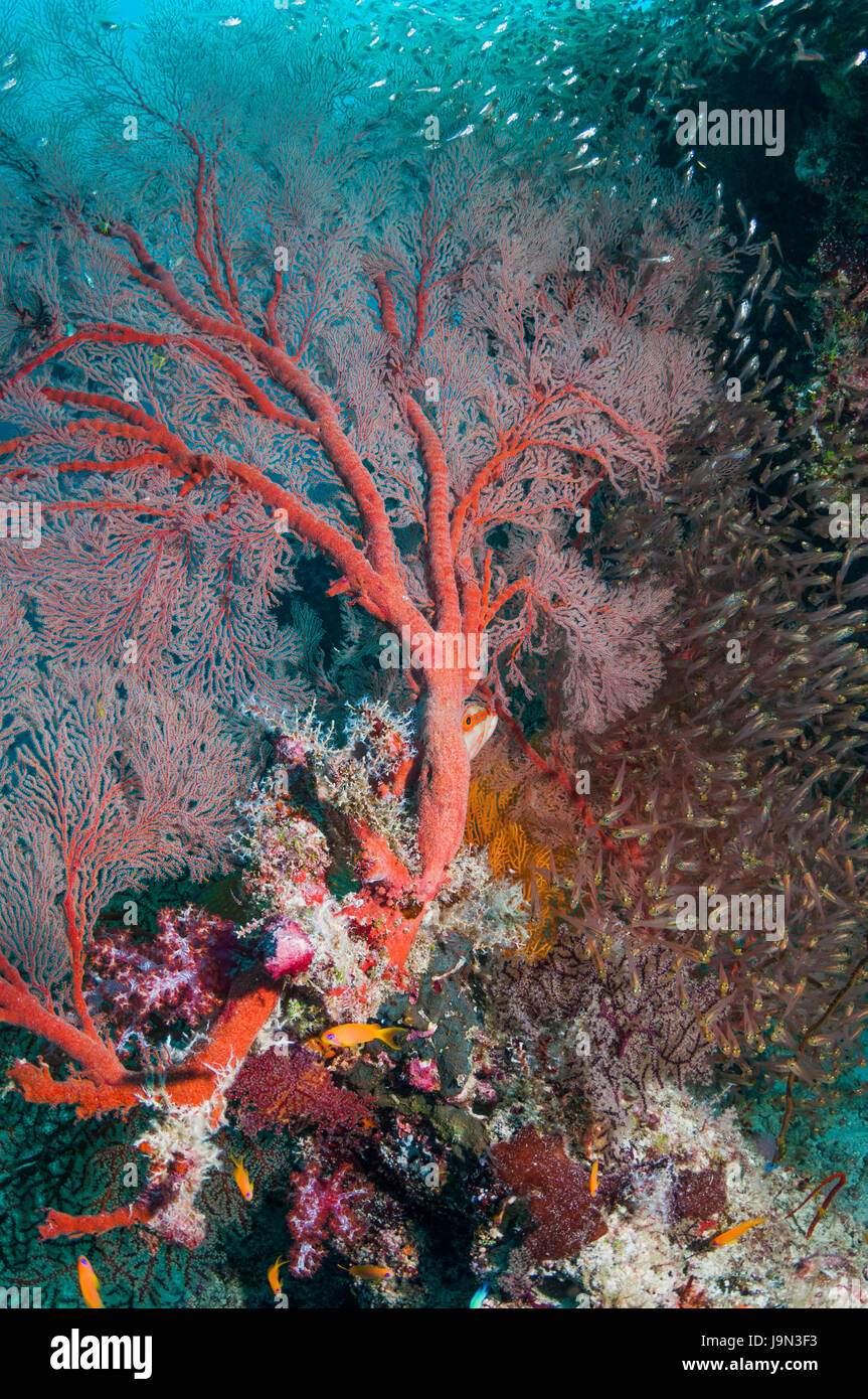 Gorgonian sea fan [Melithaea sp.] with Pygmy sweepers [Parapriacanthus ...