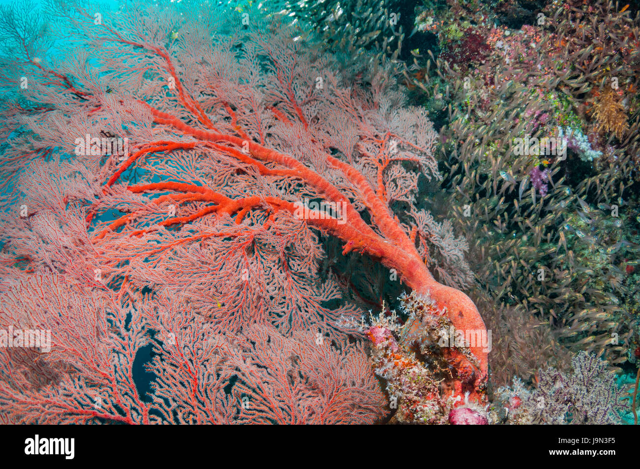 Gorgonian sea fan [Melithaea sp.] with Pygmy sweepers [Parapriacanthus ...