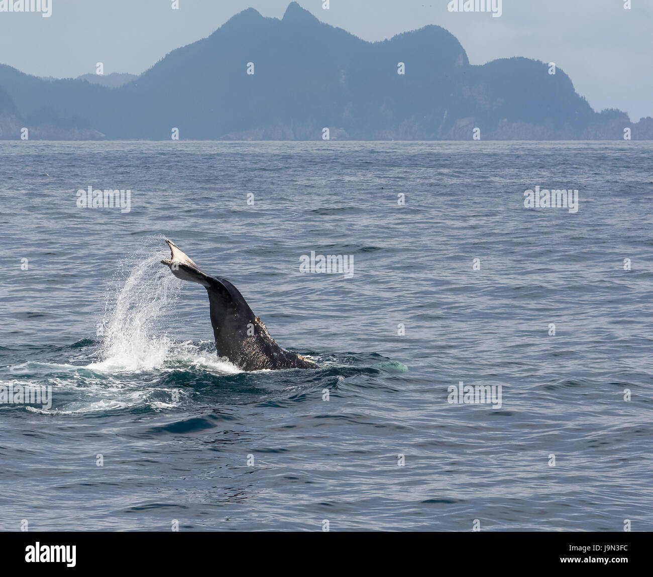 Humpback whale dives tail blue hi-res stock photography and images - Alamy