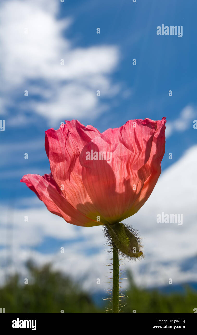 A blooming red Icelandic poppy turns its flower towards the sun Stock ...