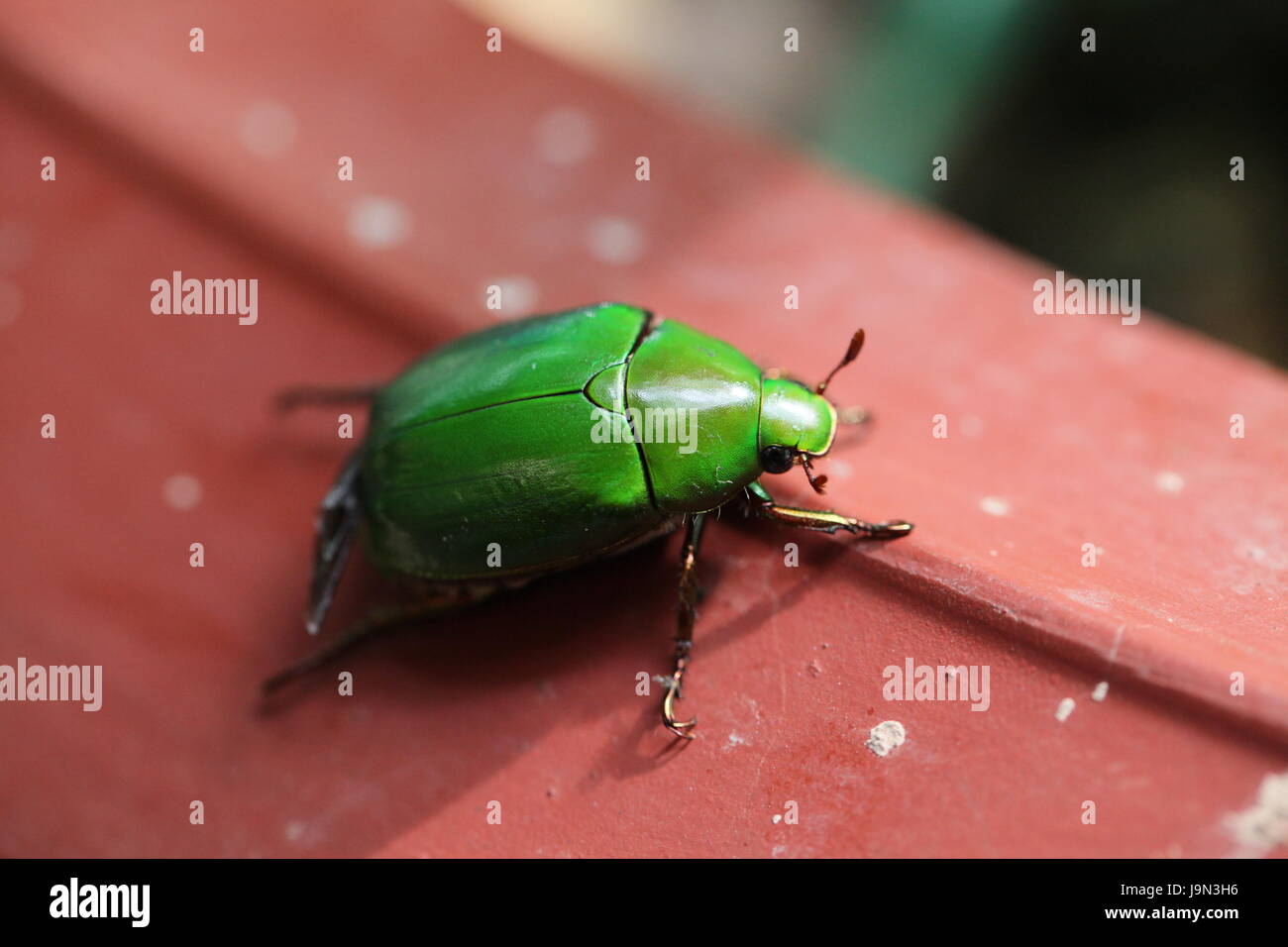 Scarab hi-res stock photography and images - Alamy