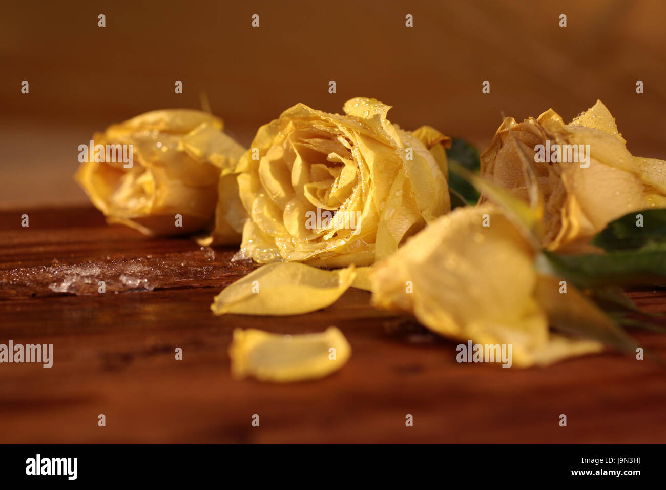 Heavenly roses hi-res stock photography and images - Alamy