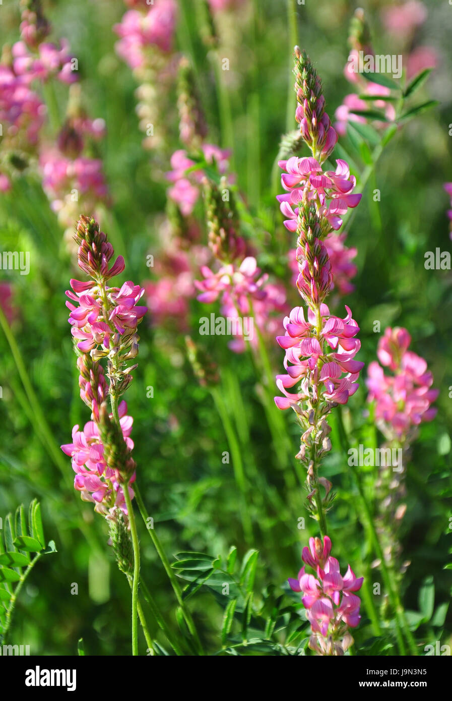 Seed sainfoin hi-res stock photography and images - Alamy