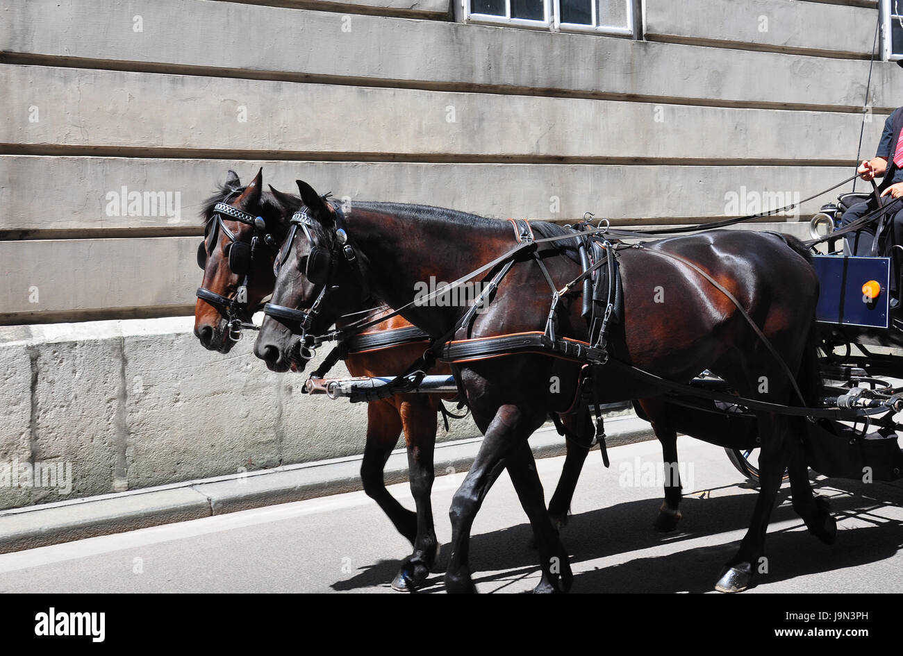 fiaker in vienna Stock Photo - Alamy