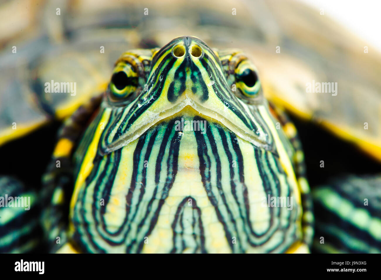 one Pond slider isolated on the white background.closeup Stock Photo ...
