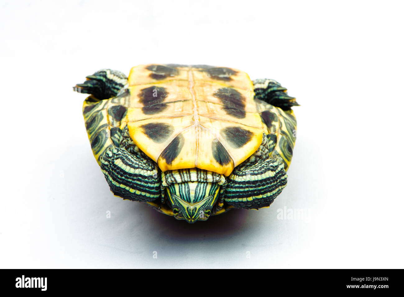 one Pond slider isolated on the white background.closeup Stock Photo ...