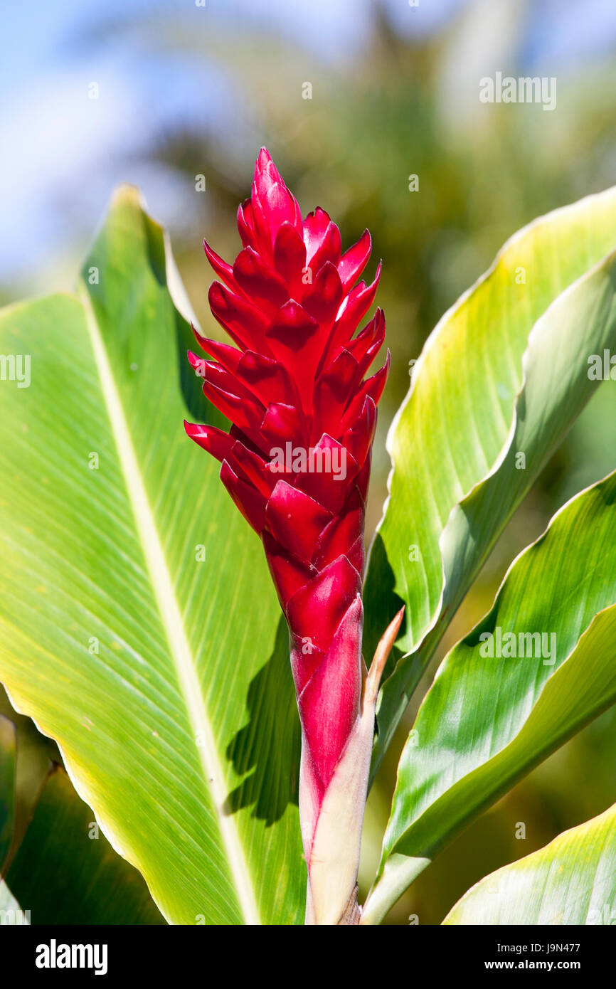 Red Ginger Plant Stock Photo - Alamy