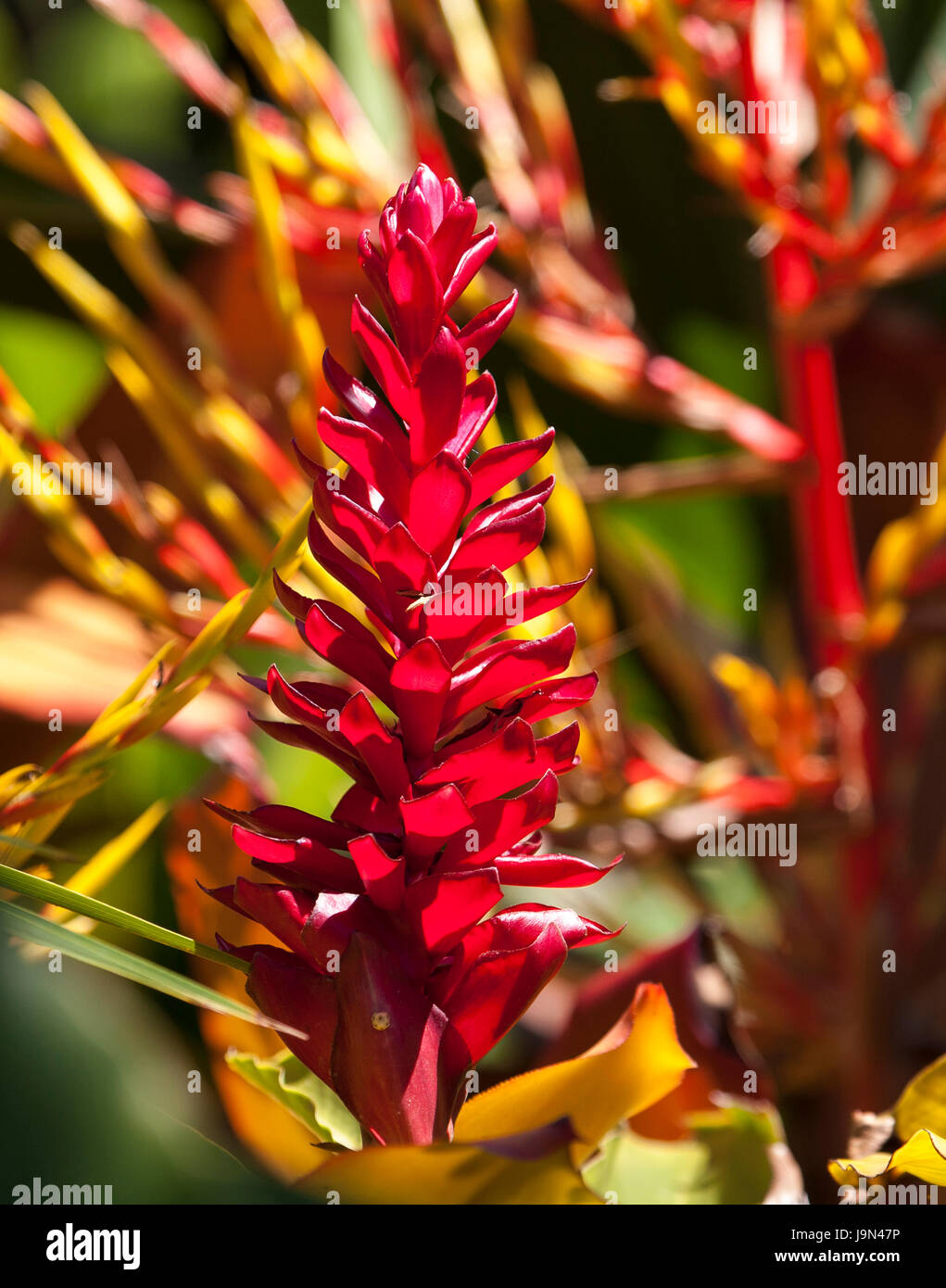 Red Ginger Plant Stock Photo - Alamy