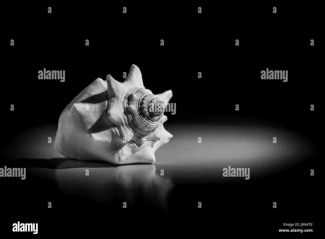 Black And White Seashell Photography