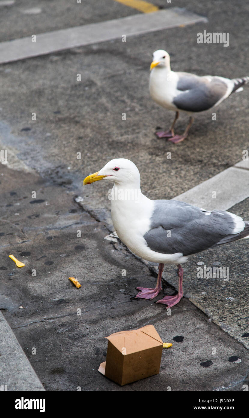 Two Seagulls and French Fries Stock Photo - Alamy