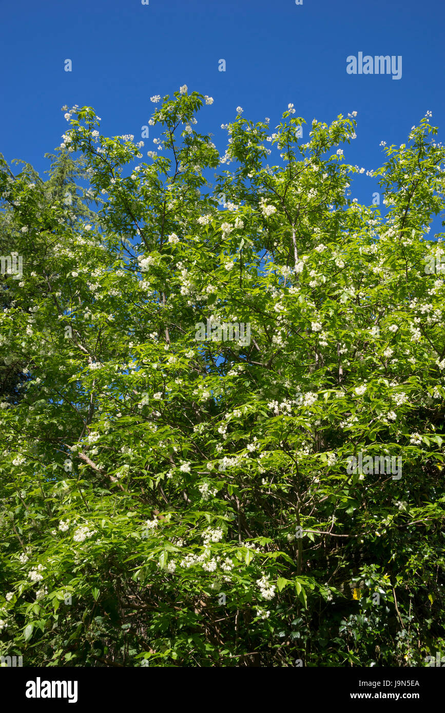 Hoheria hi-res stock photography and images - Alamy