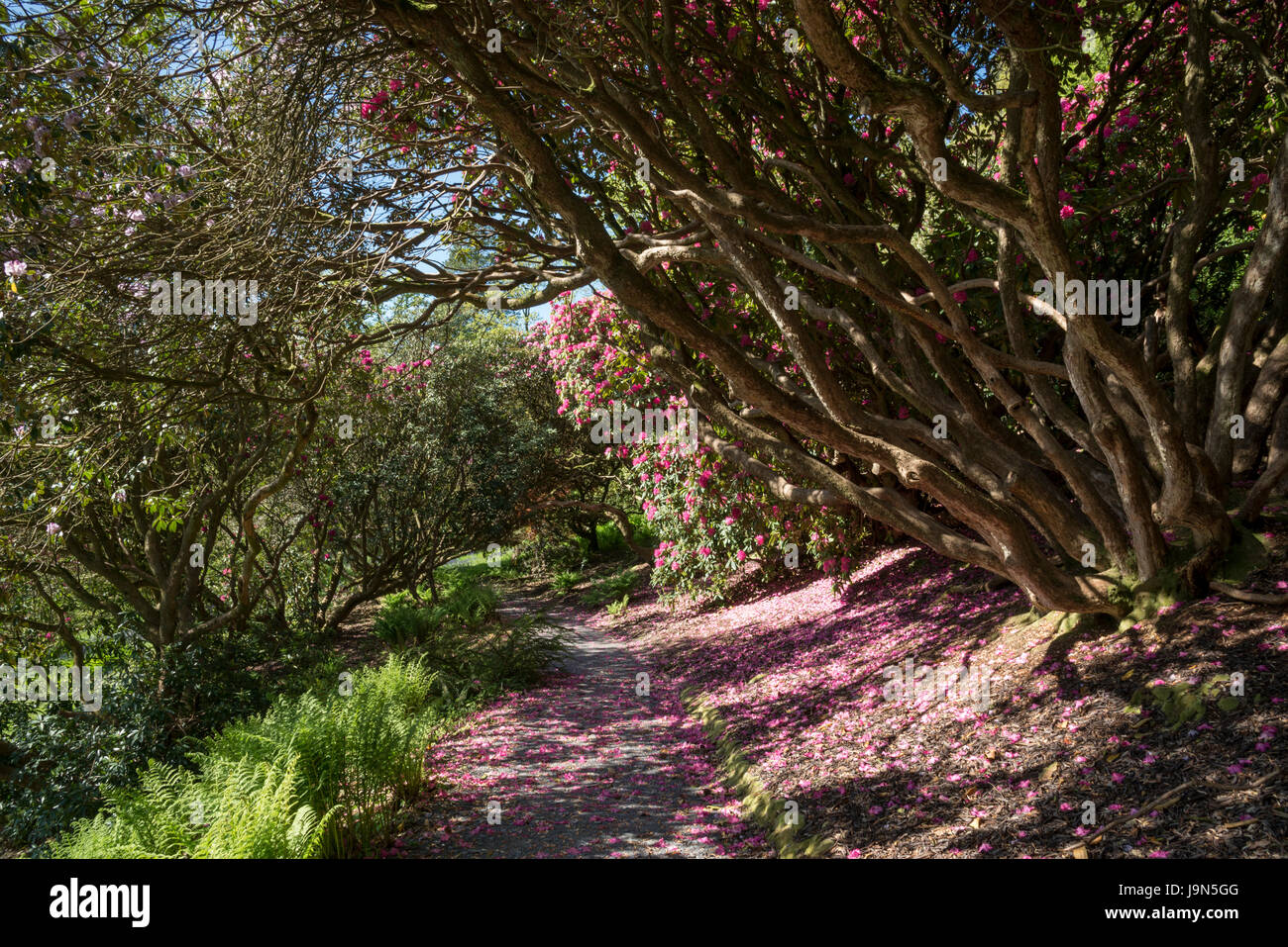 Path below mature Rhododendrons in late spring. Plas Tan y Bwlch ...