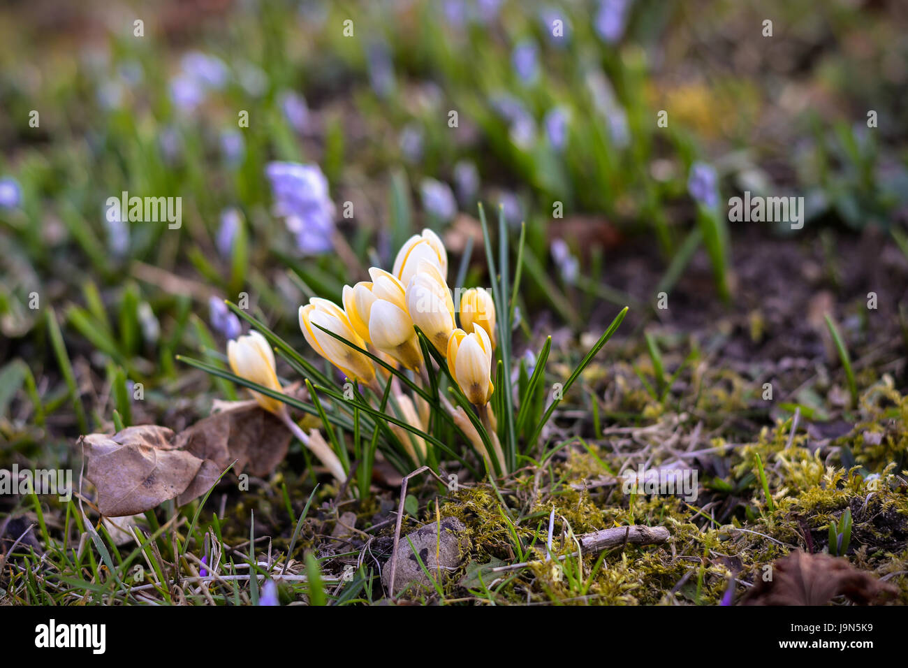 Little spring flowers on the ground in the afternoon Stock Photo - Alamy