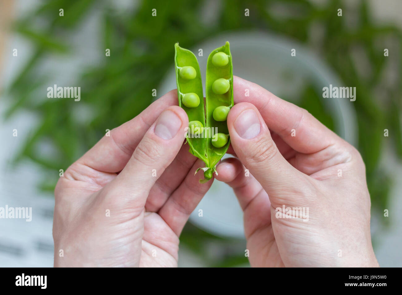 Hands holding an open green pea pod Stock Photo - Alamy