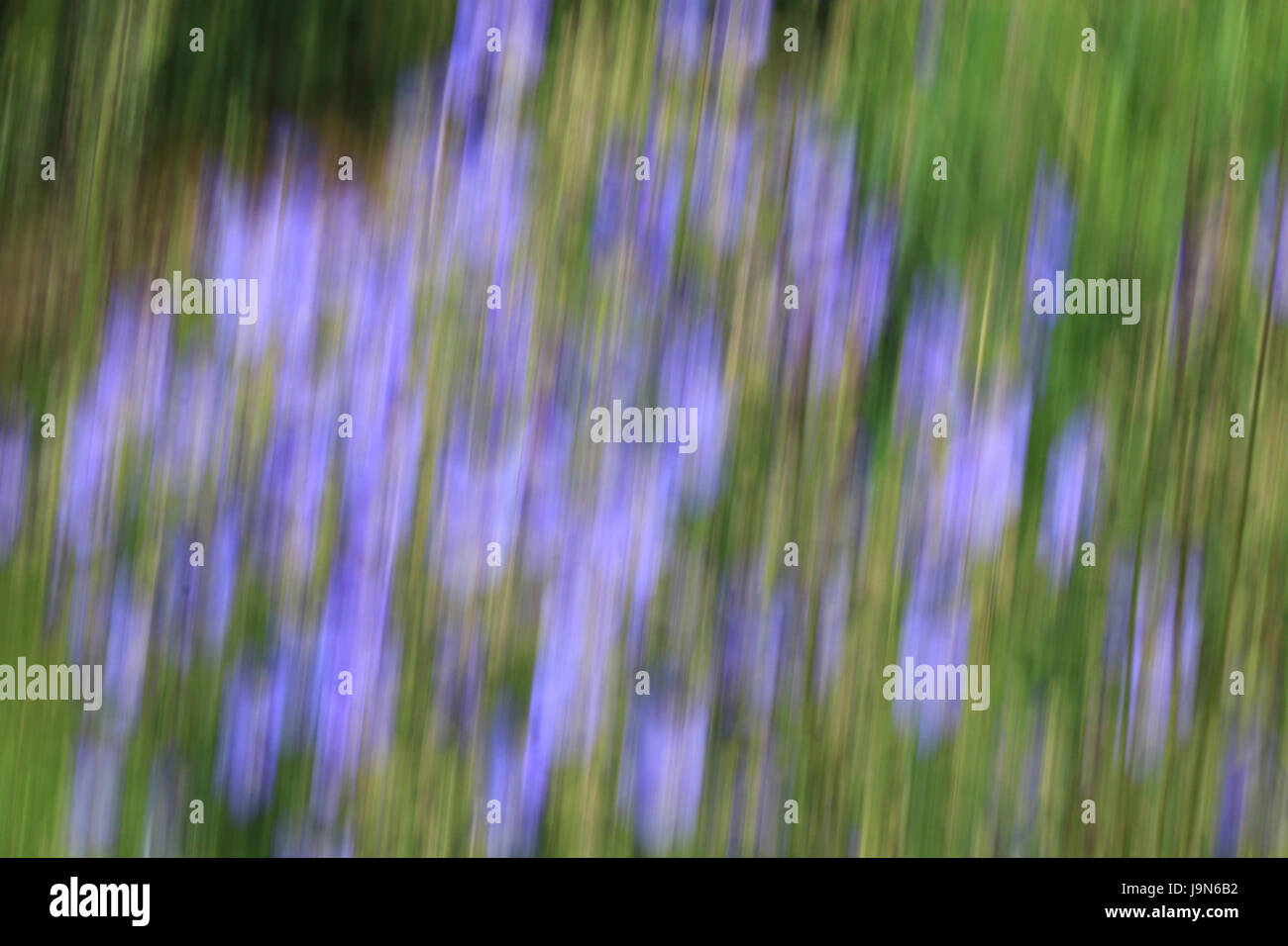 ICM intentional camera movement abstract Stock Photo - Alamy