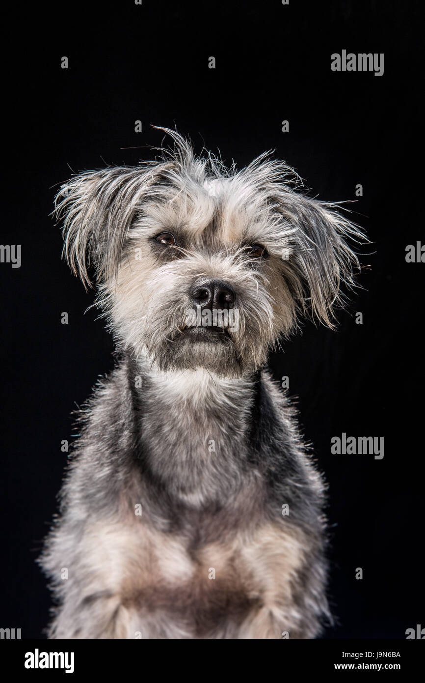 Scruffy terrier hi-res stock photography and images - Alamy
