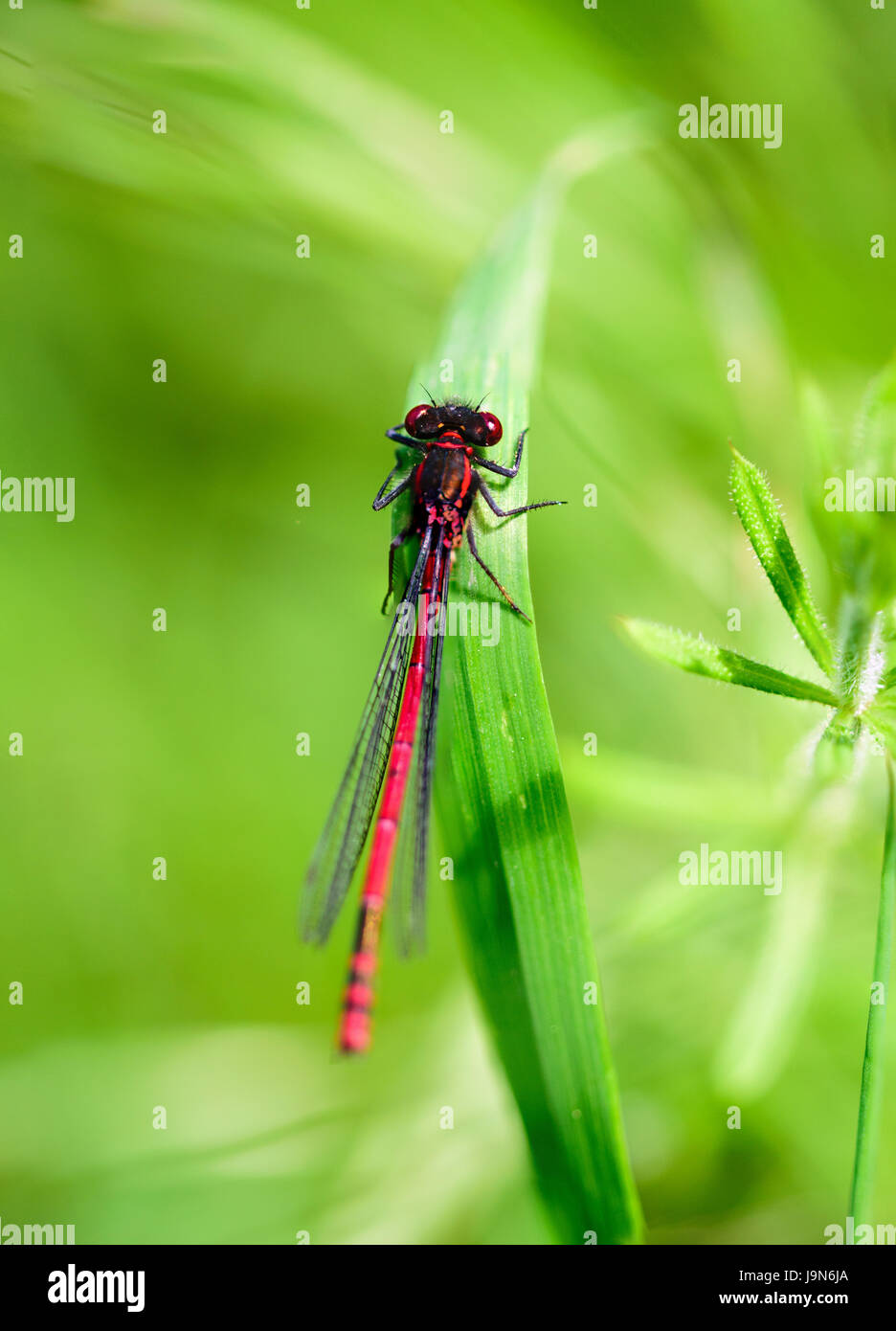Small size insects hi-res stock photography and images - Alamy