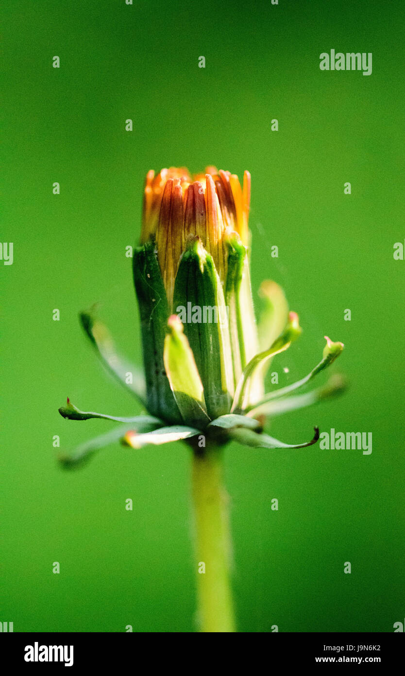 Green nature macro raindrop hi-res stock photography and images - Alamy