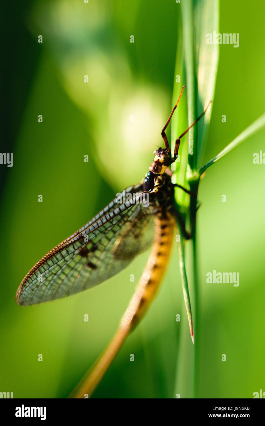 Butterfly feather hi-res stock photography and images - Alamy