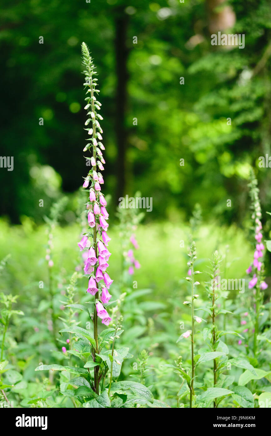colors of nature Stock Photo - Alamy