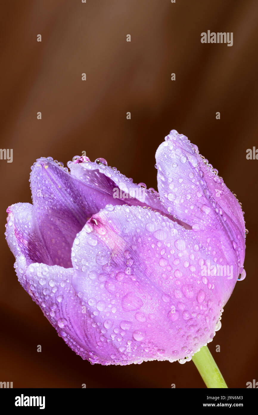 water drops on purple tulip Stock Photo - Alamy