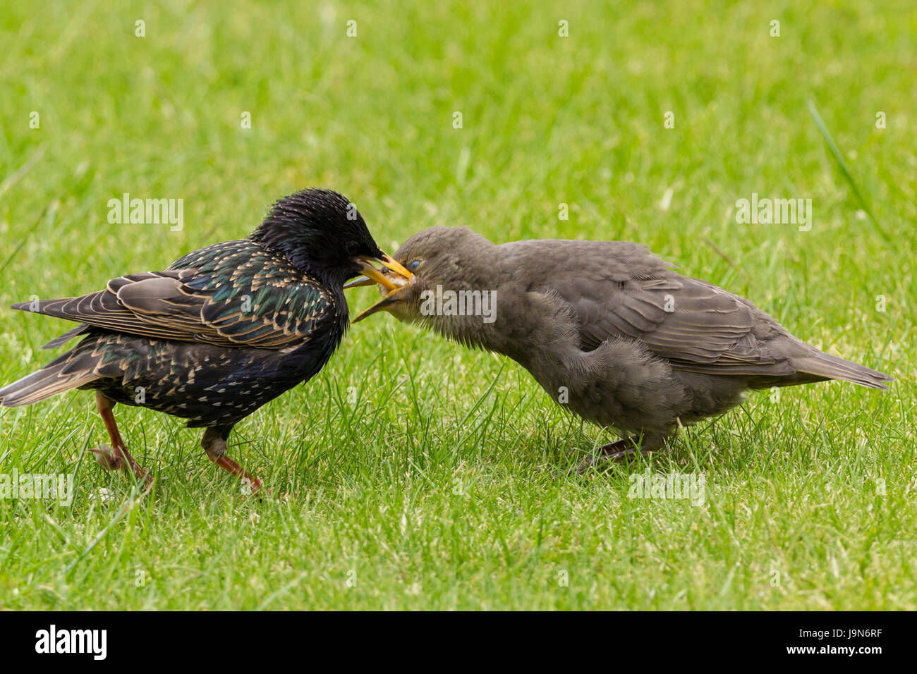 Gaping fledglings hi-res stock photography and images - Alamy