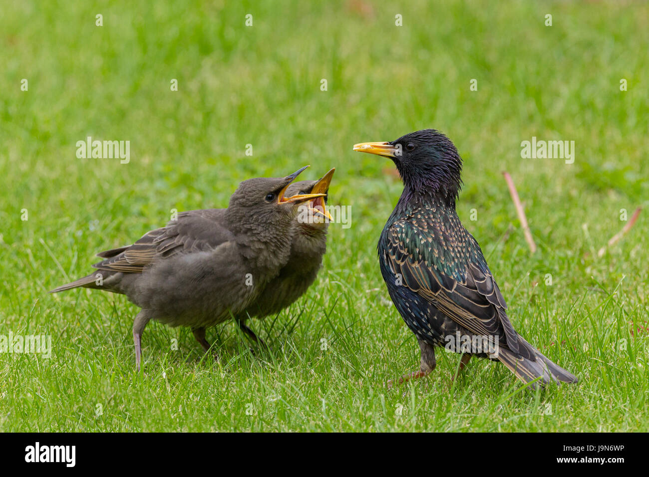 Gaping fledglings hi-res stock photography and images - Alamy