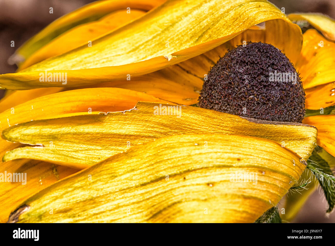 Flower petals forming interesting pattern Stock Photo - Alamy