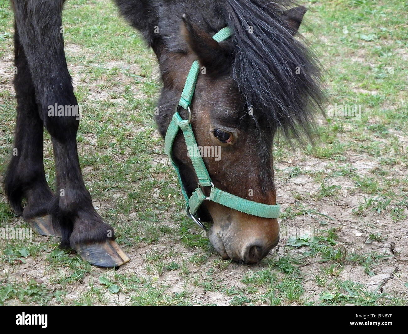 Grazing pony , Beatiful pony horse on the green meadow Stock Photo - Alamy