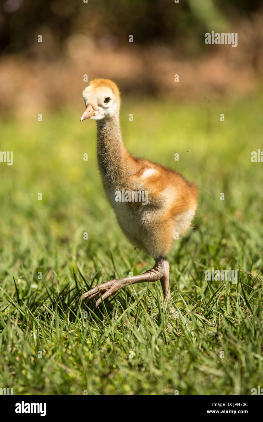 Young sandhill crane colt in Florida Stock Photo - Alamy