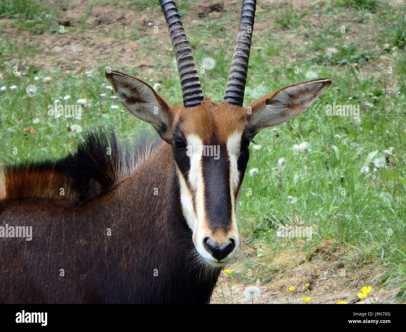Sable antelope, (Hippotragus niger Stock Photo - Alamy