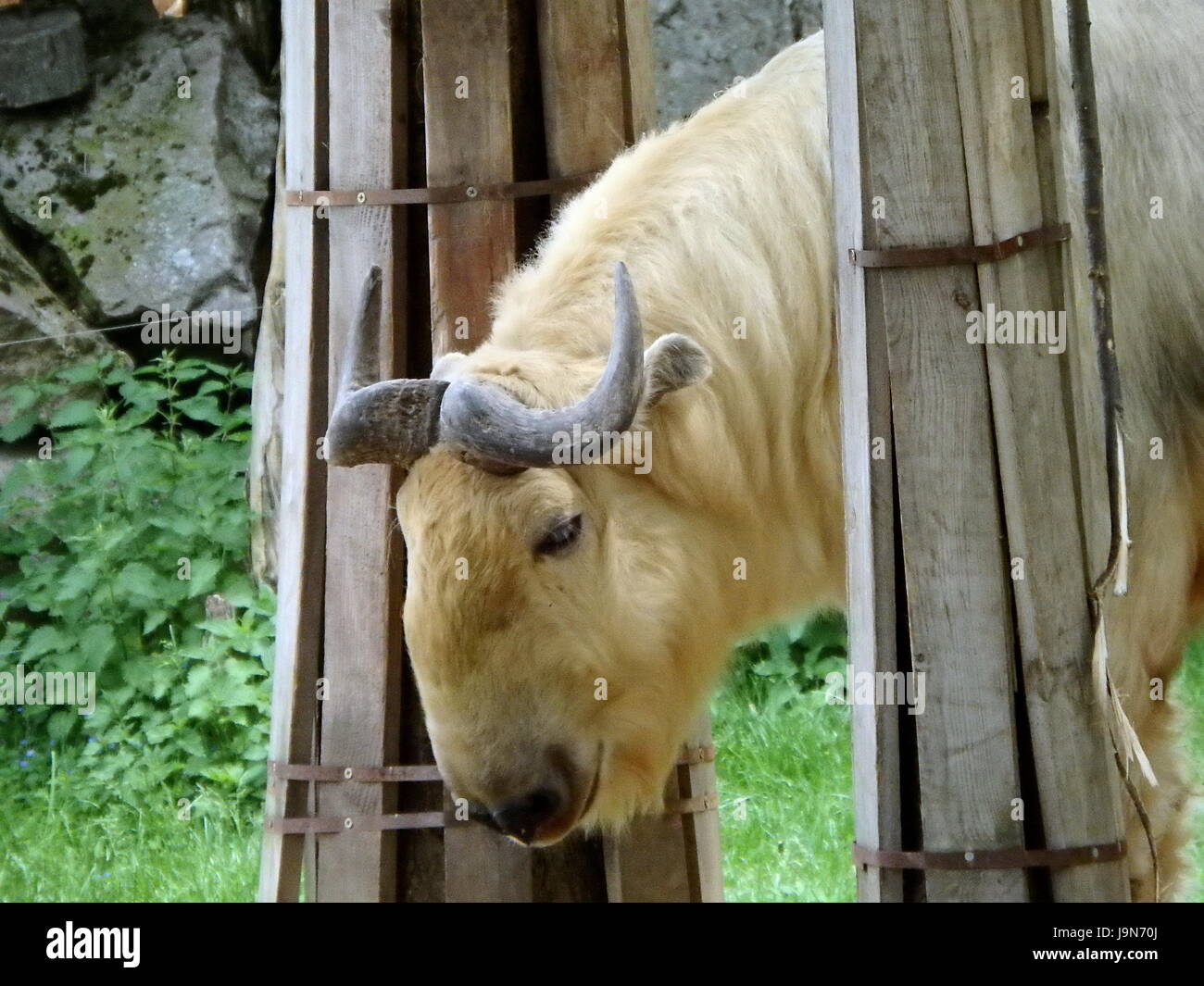 Golden takin, (Budorcas taxicolor bedfordi Stock Photo - Alamy