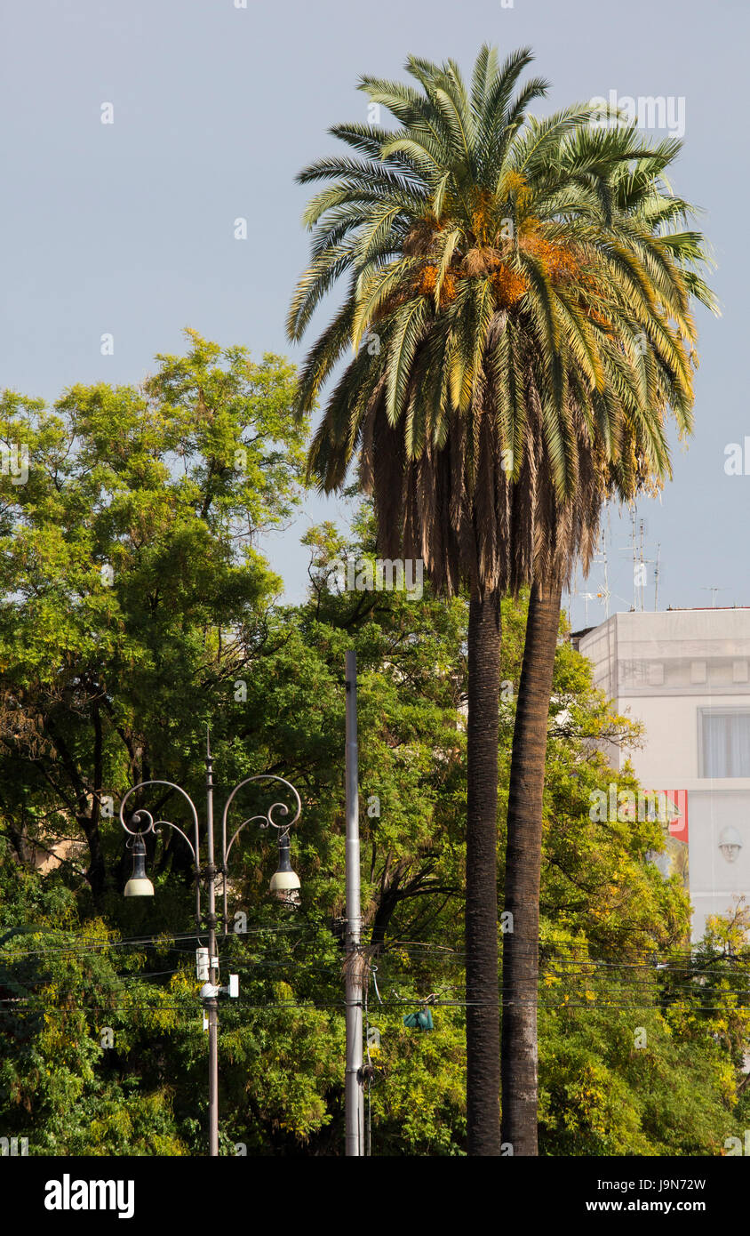 Palm Trees, Vatican City, Europe Stock Photo - Alamy