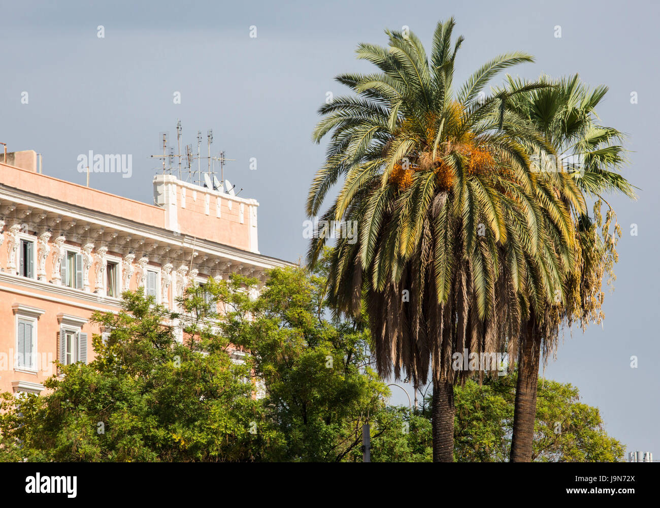 Palm Trees, Vatican City, Europe Stock Photo - Alamy