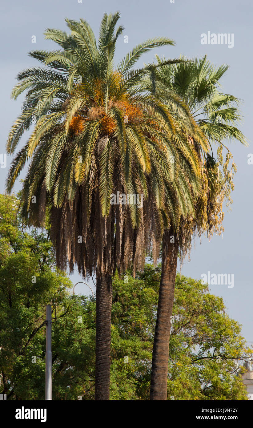 Palm Trees, Vatican City, Europe Stock Photo - Alamy