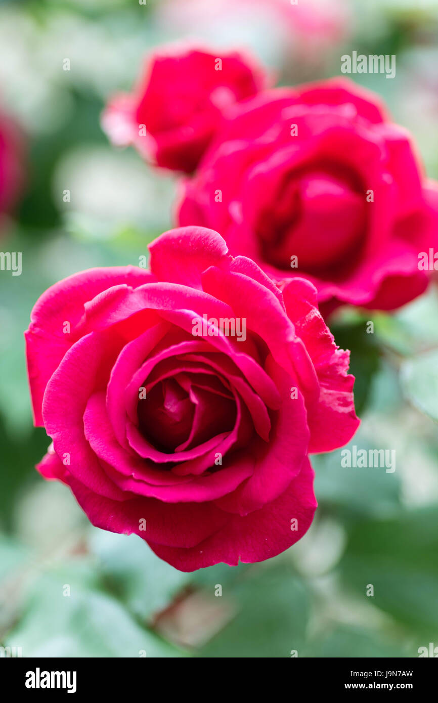 Plants rose blooms hi-res stock photography and images - Alamy