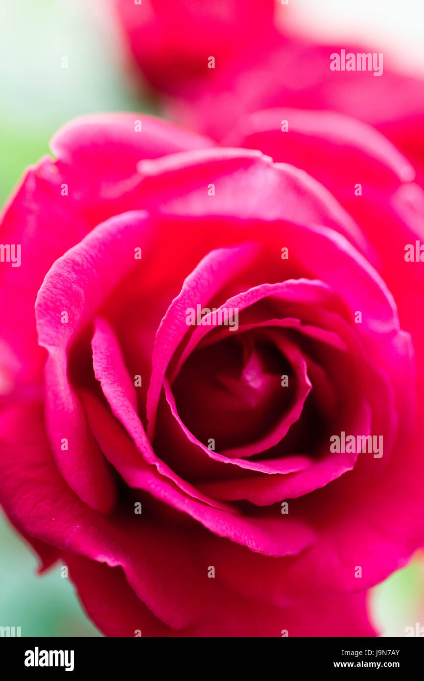 Plants rose blooms hi-res stock photography and images - Alamy