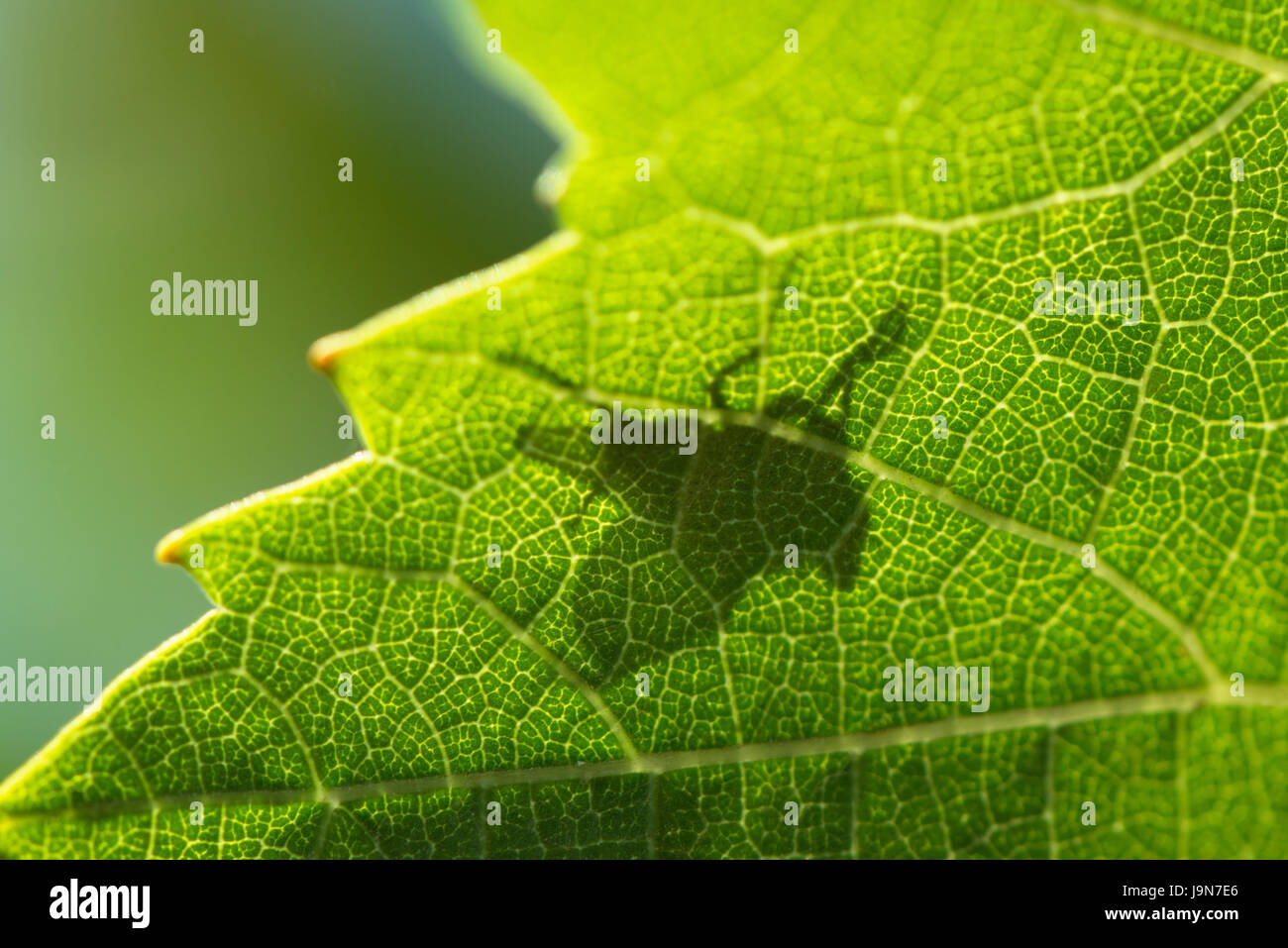 Shadow of and insect silhouetted in the leaf of a vine Stock Photo - Alamy