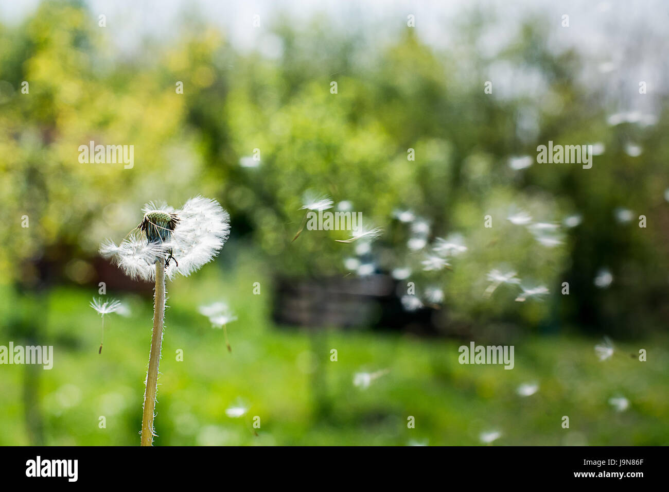 Dandelion on the wind. Dandelion fluff. Dandelion tranquil abstract ...
