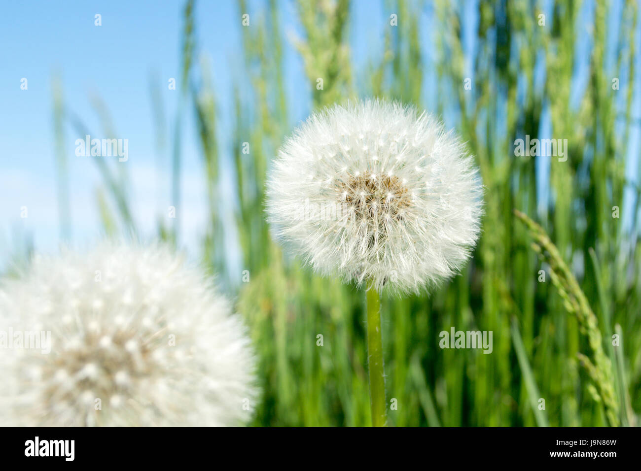 Dandelion fluff. Dandelion tranquil abstract closeup art background ...
