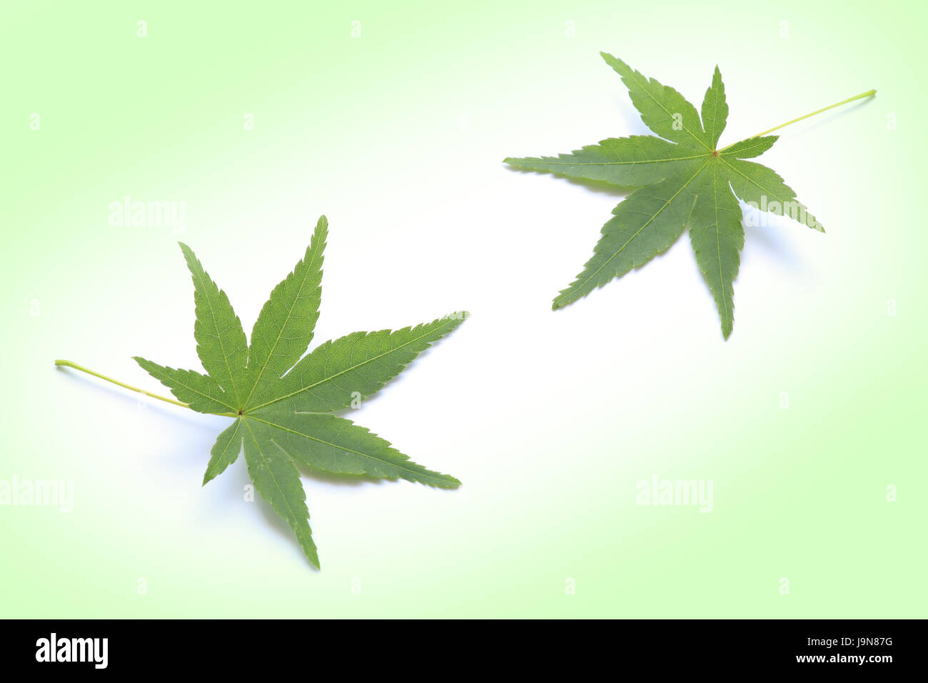 Japanese fresh green maple leaf isolated Stock Photo - Alamy