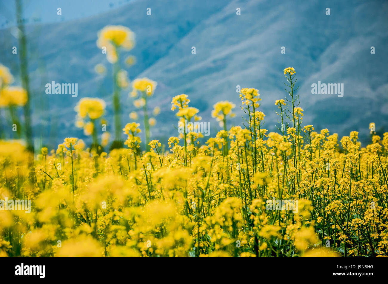 Rape flowers closeup in spring Stock Photo - Alamy