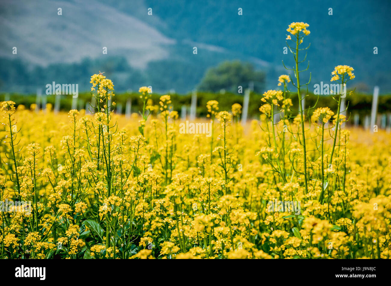 Rape flowers closeup in spring Stock Photo - Alamy