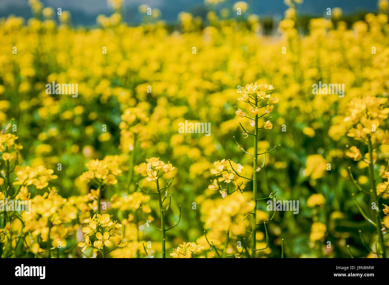 Rape flowers closeup in spring Stock Photo - Alamy