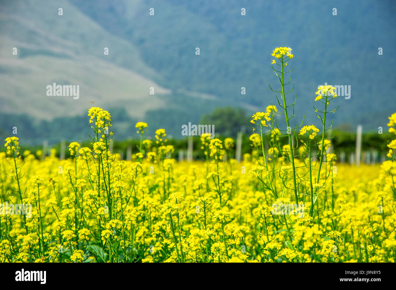 Blossoming rape flowers Stock Photo - Alamy